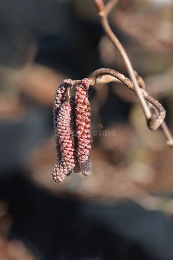 Hazel Red Majestic foto de archivo. Imagen de exterior - 152027780