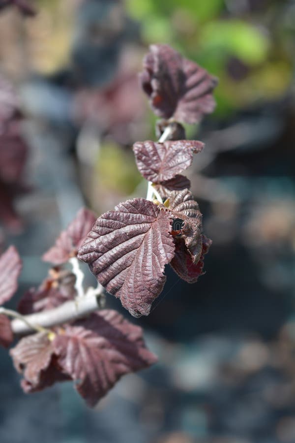 Hazel Red Majestic stock image. Image of branch, outdoors - 148327175
