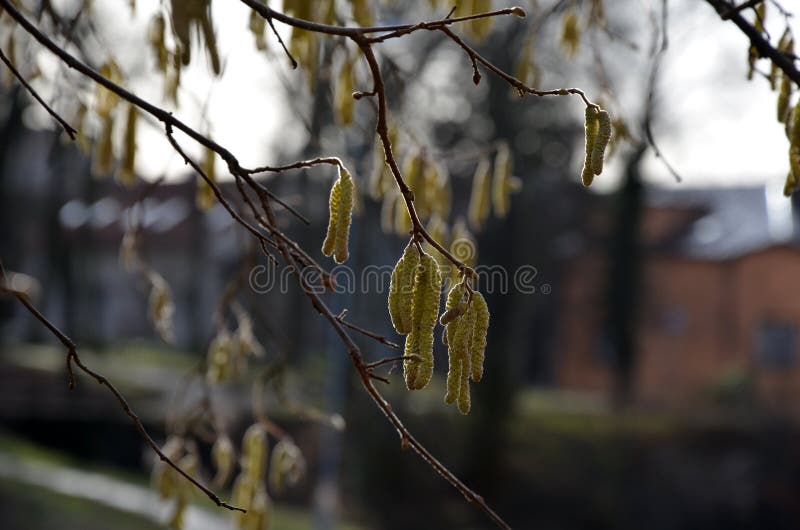Walnut Tree Pollination Stock Photos - Free & Royalty-Free Stock Photos ...