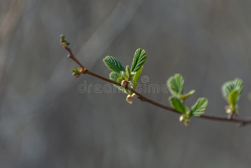 A Hazel Sprig Sprouting Small Green Spring Leaves Stock Photo - Image ...