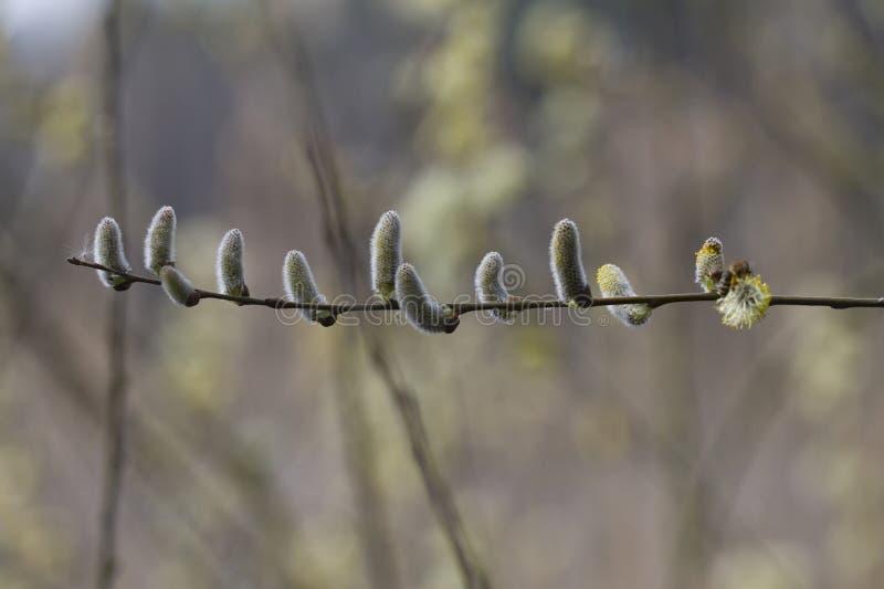 Hazel in spring stock photo. Image of twig, branch, nature - 279055580