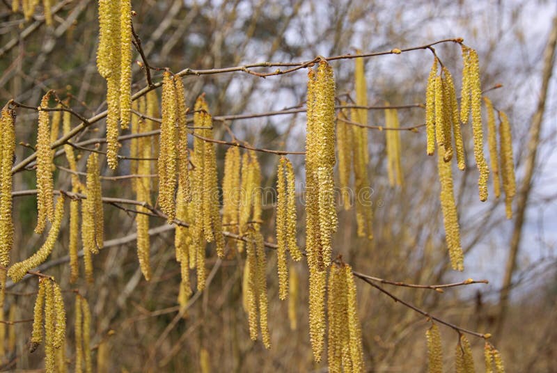 Hazel tree filbert leaf stock image. Image of full, detail - 96911467