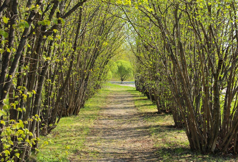 Hazel Tree in Spring, Male and Female Flowers. Stock Image - Image of ...