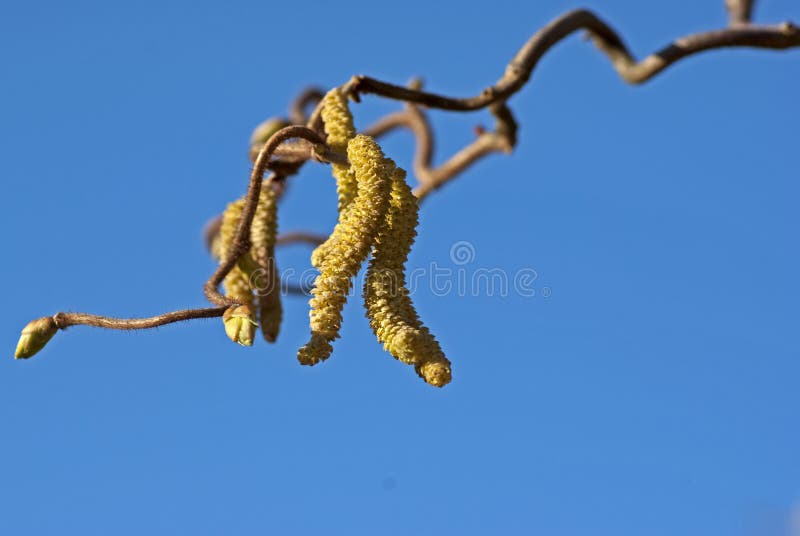 Hazel twig stock image. Image of plant, bush, twig, avellana - 13789445