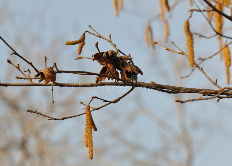 Hazel Tree Detail in Winter Stock Image - Image of corylus, flowering ...