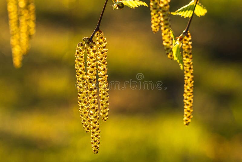 Hazel Tree Fruit Background Golden Background Stock Photo - Image of ...