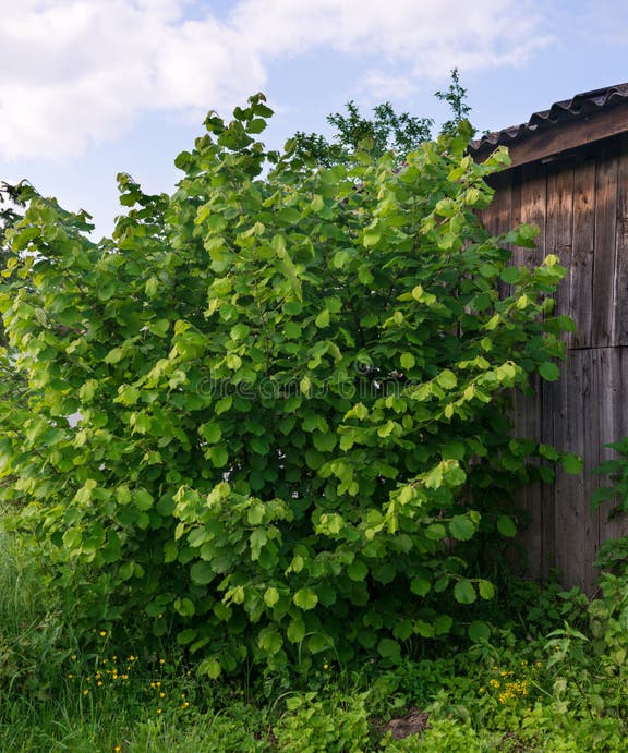 Hazel tree stock image. Image of environment, deciduous - 40880449