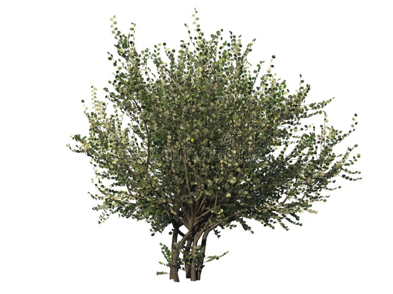 Hazel Tree Icon. Set of Silhouette of Tree Icons. Web Icons Premium ...