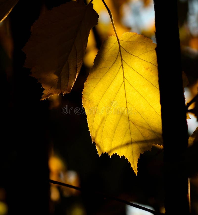 Hazel Tree Leaf in the Autumn Stock Photo - Image of branch, tree: 45515166