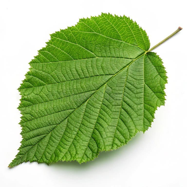 Hazel Tree Leaf Isolated on White Background Stock Illustration ...