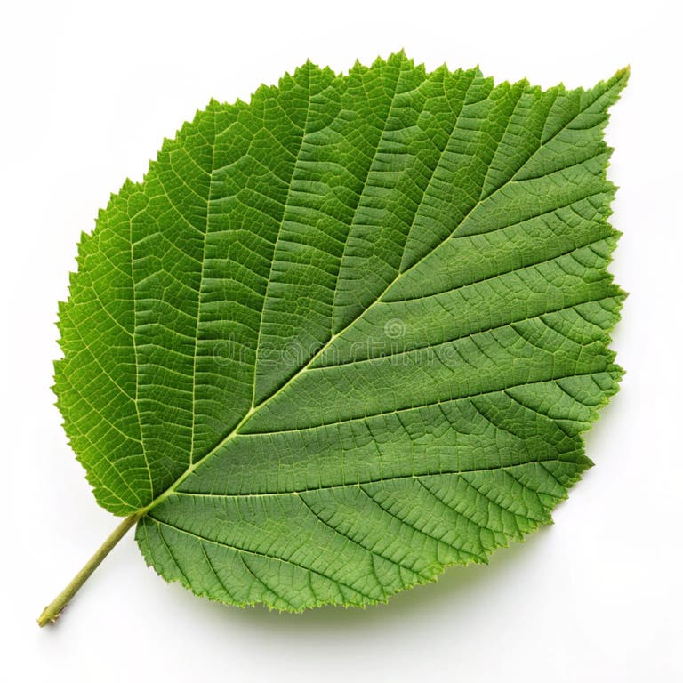 Hazel Tree Leaf Isolated on White Background Stock Illustration ...