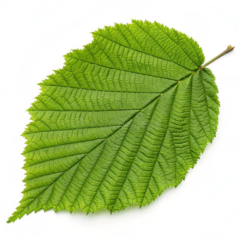 Hazel Tree Leaf Isolated on White Background Stock Illustration ...