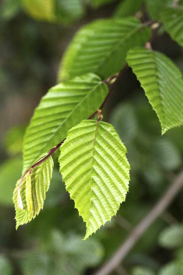 Hazel tree leaves stock image. Image of macro, hazel - 32896695