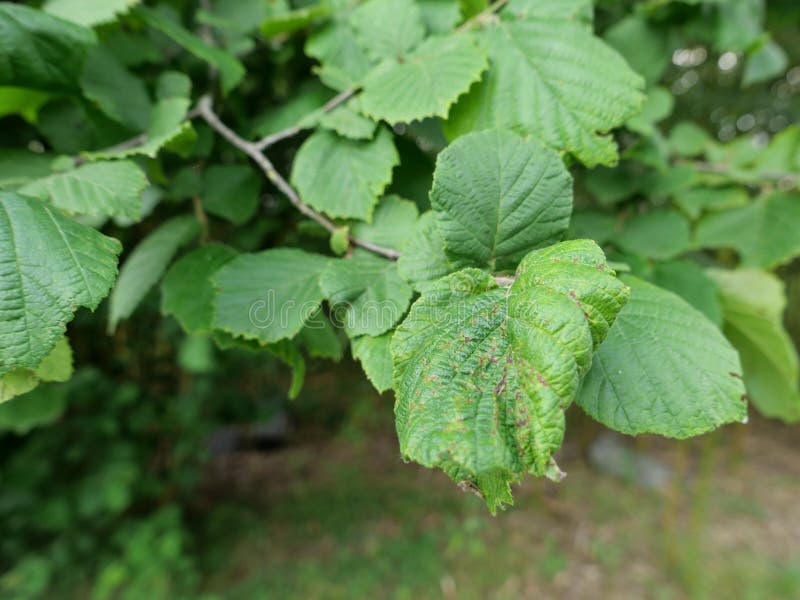 Hazel tree leaves stock photo. Image of full, green - 384894712
