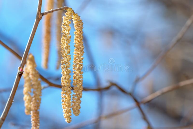 Hazel Tree Male Catkins in Early Spring Stock Photo - Image of beauty ...