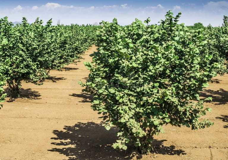 2,963 Hazel Tree Green Forest Stock Photos - Free & Royalty-Free Stock ...