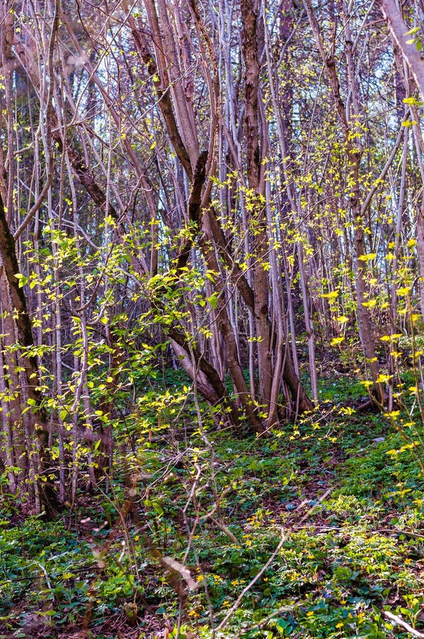 2,426 Hazel Tree Green Forest Stock Photos - Free & Royalty-Free Stock ...