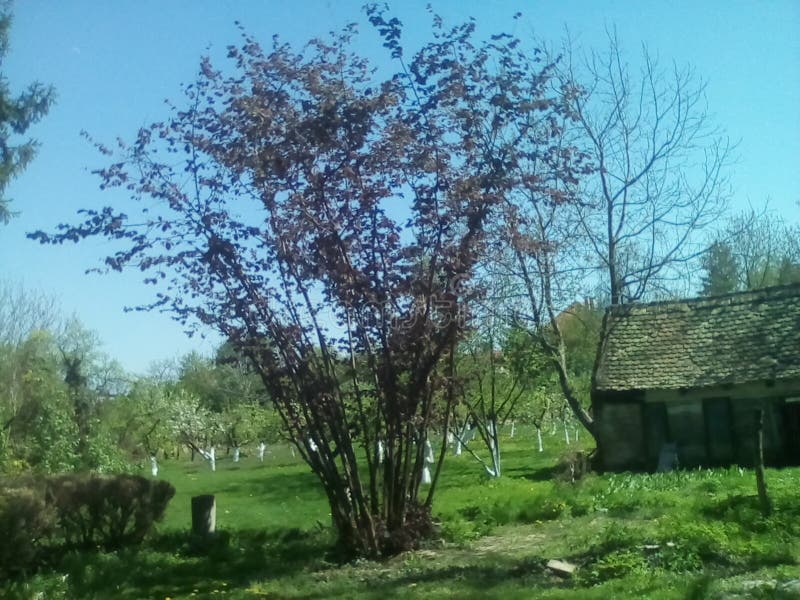 Hazel Tree stock photo. Image of noon, tree, garden, leaves - 89902056