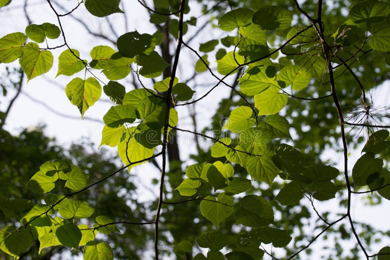 Hazel Tree Spring Leaves on Twig Stock Image - Image of foliage, branch ...