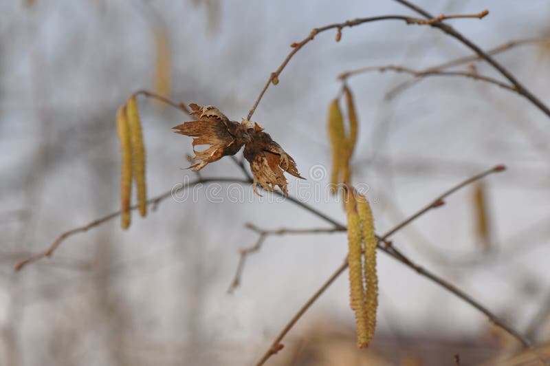 Hazel Tree Detail in Winter Stock Photo - Image of flower, culinary ...