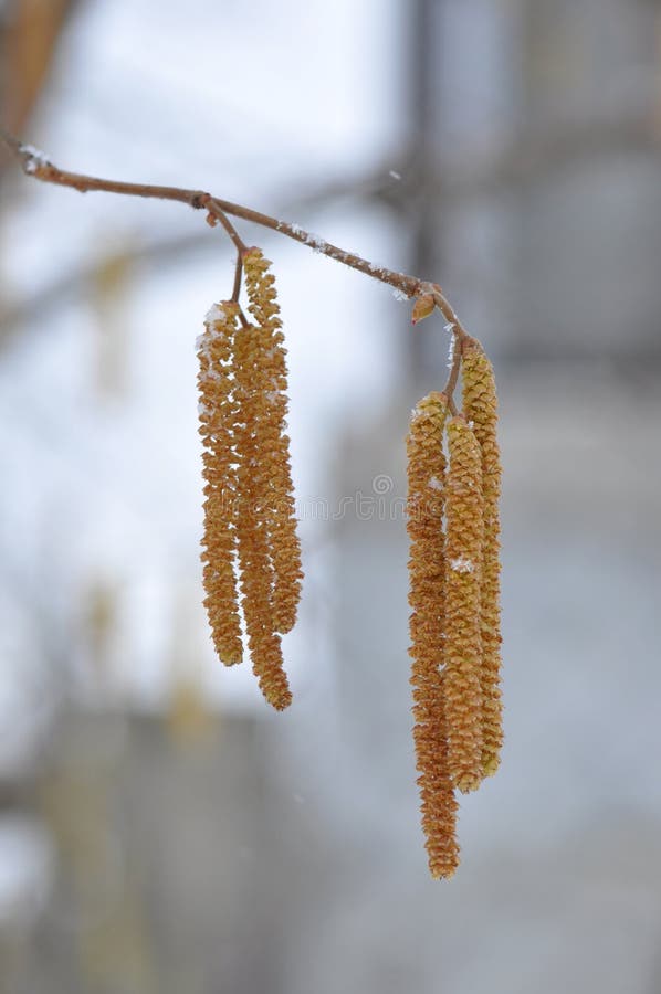 Hazel Tree Detail in Winter with Snow Stock Image - Image of flower ...
