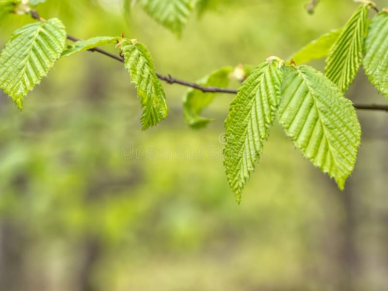 Hazel twig stock image. Image of foliage, young, green - 30685805