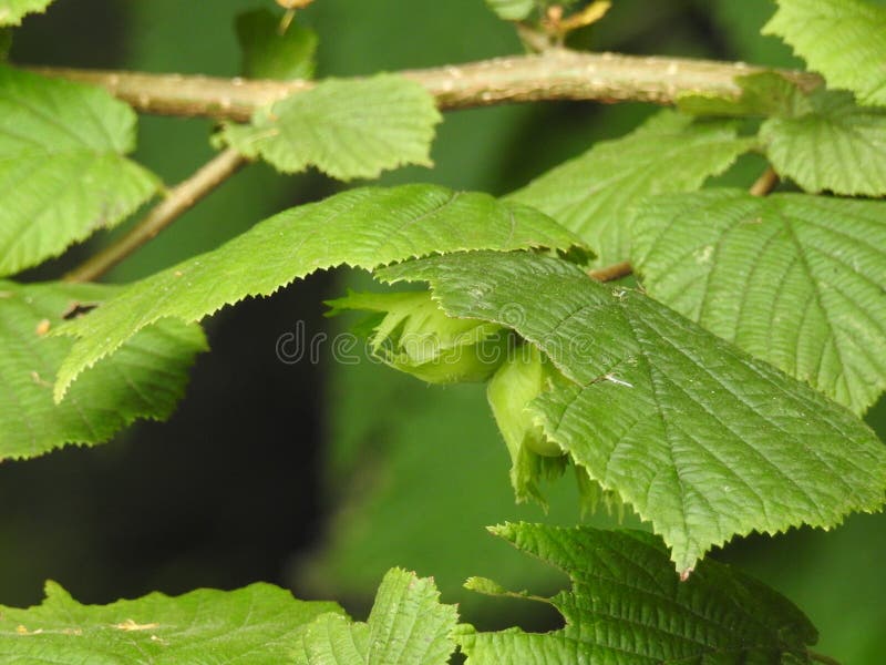 263 Purple Hazel Tree Stock Photos - Free & Royalty-Free Stock Photos ...