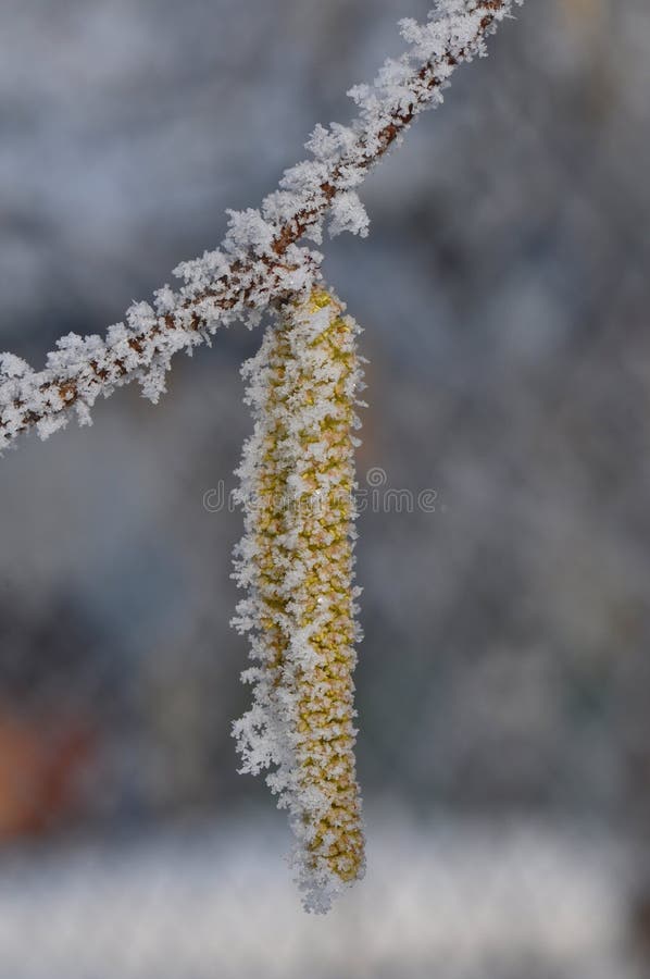 Hazel Tree Detail in Winter Stock Image - Image of blooming, beauty ...