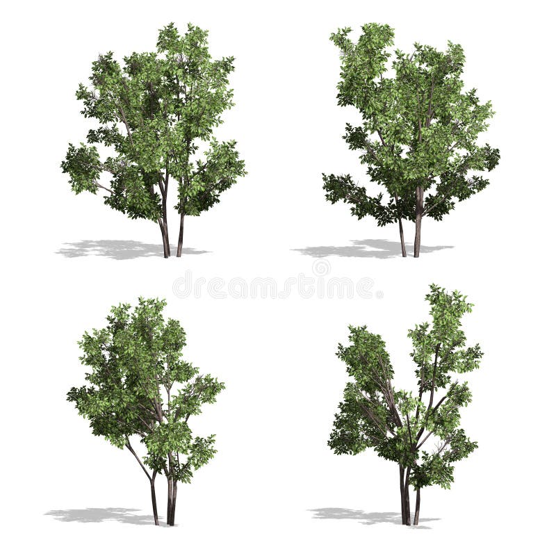 Hazel Trees Stock Illustrations – 195 Hazel Trees Stock Illustrations ...