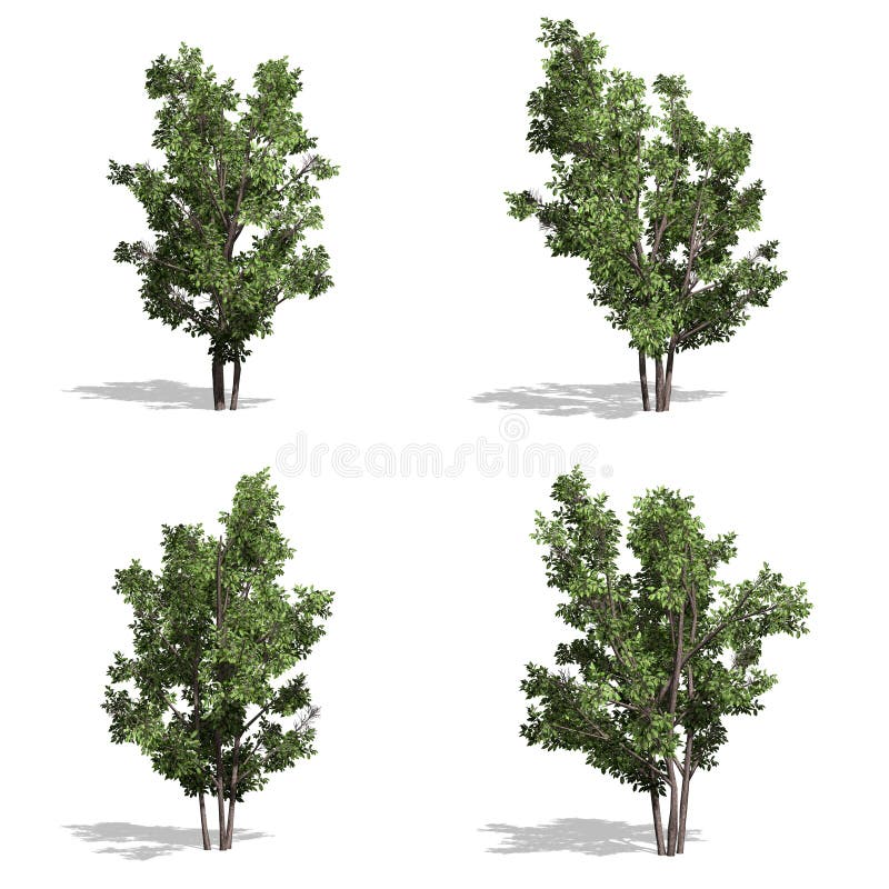 Ash tree stock illustration. Illustration of nature, garden - 85613223