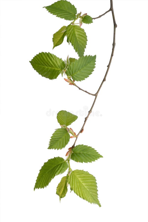 Young tree hazel stock image. Image of leaf, isolated - 30765587