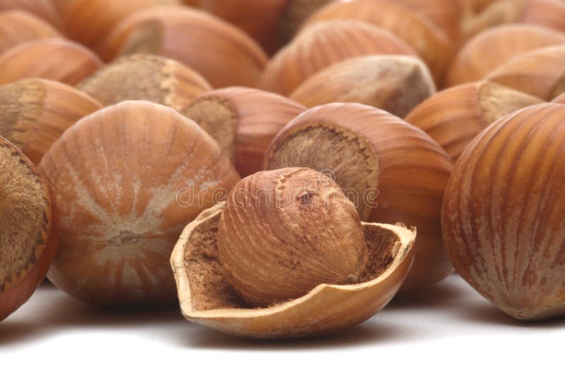 Hazel nuts on tree stock image. Image of leaves, britain - 15489449