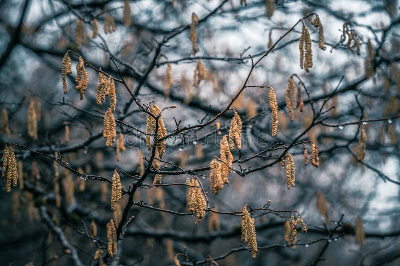 Hazel tree in the rain stock photo. Image of seasonal - 271912448