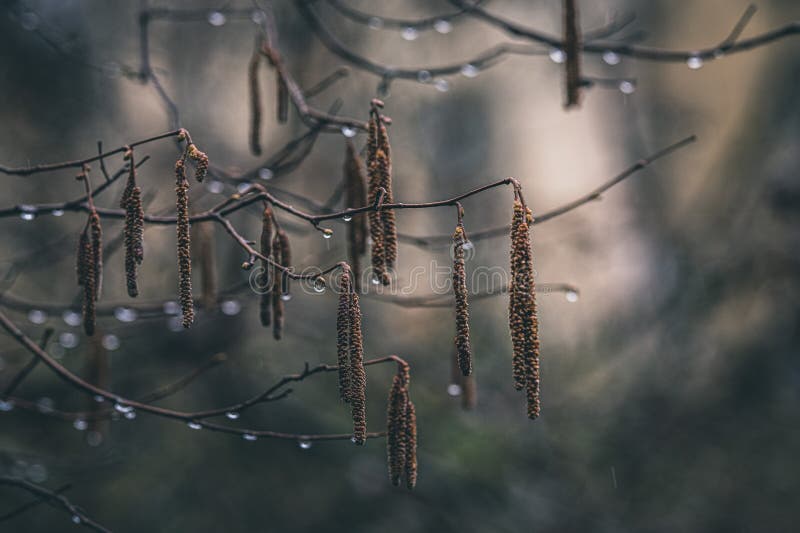 Hazel tree in the rain stock image. Image of closeup - 271912661