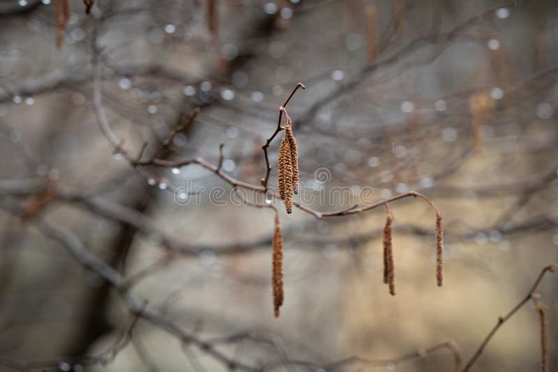 Hazel tree in the rain stock image. Image of pollen - 271912739