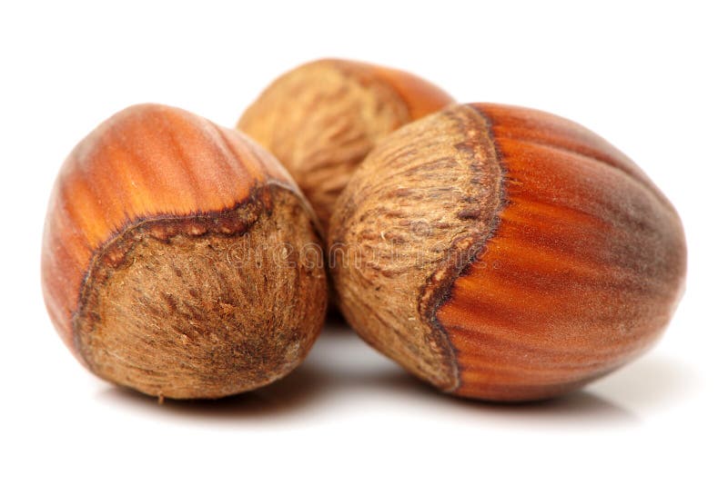 Hazelnoot stock afbeelding. Afbeelding bestaande uit voedsel - 105222799