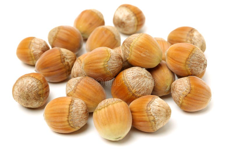 Hazelnoot stock afbeelding. Image of bruin, geïsoleerd - 116920879