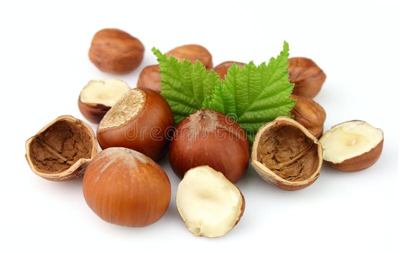 Hazelnoot stock foto. Image of hazelaar, noot, zaad, hazelnoot - 21262566