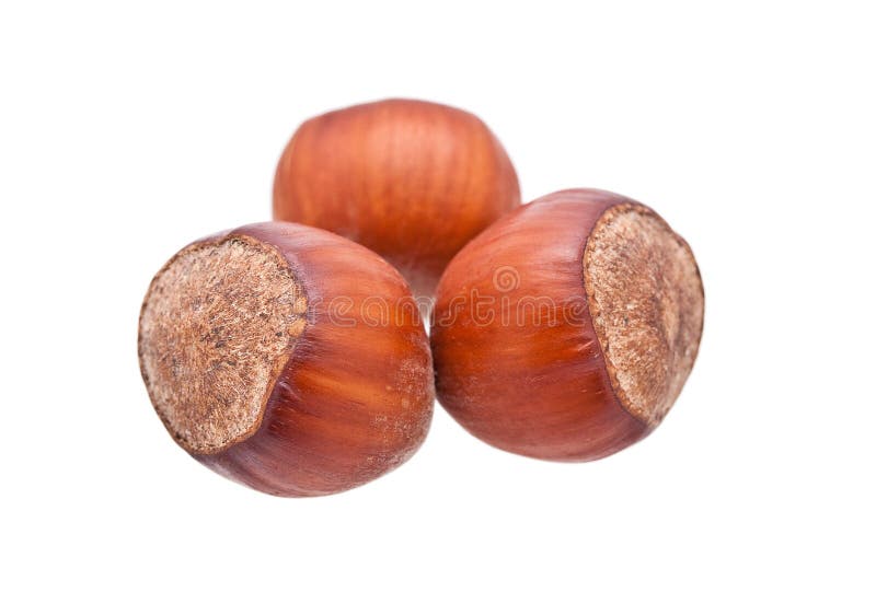 Hazelnoot stock foto. Image of ingrediënt, noot, schelp - 21579278