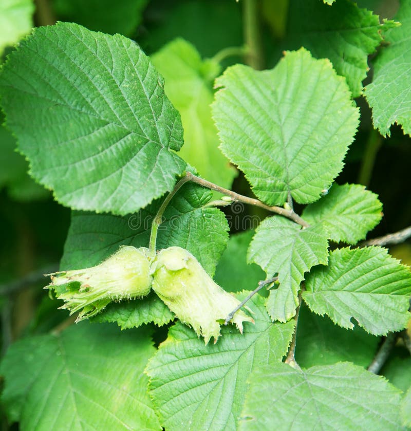 Hazelnoot stock afbeelding. Image of gebied, vrucht, volledig - 33652701