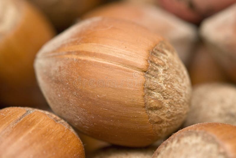 Hazelnoot stock foto. Image of gezond, paar, achtergrond - 7320478