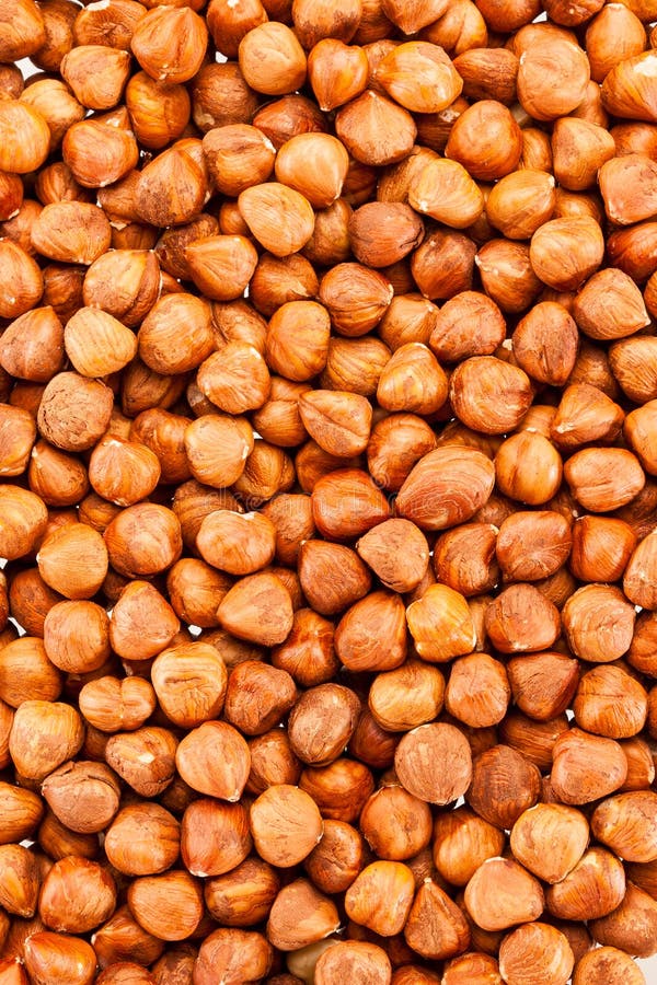 Hazelnoot Op De Witte Achtergrond Stock Foto - Image of bruin, noot ...