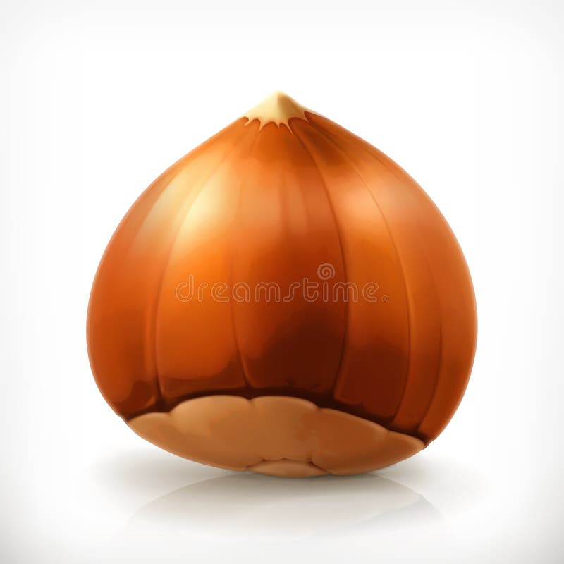 Hazelnoot vector illustratie. Illustration of karikatuur - 2561016