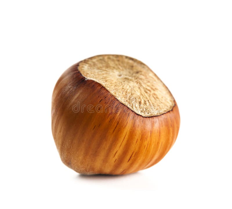 Hazelnoot Witte Achtergrond Stock Foto - Image of najaar, notedop: 34010350