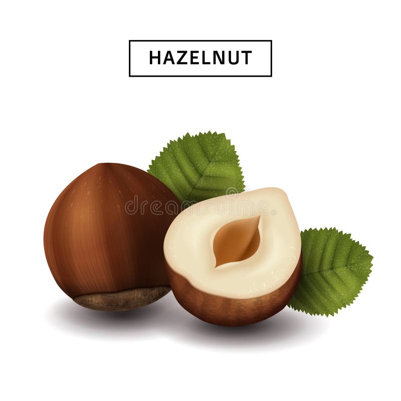 Hazelnoot vector illustratie. Illustratie bestaande uit notedop - 2561016