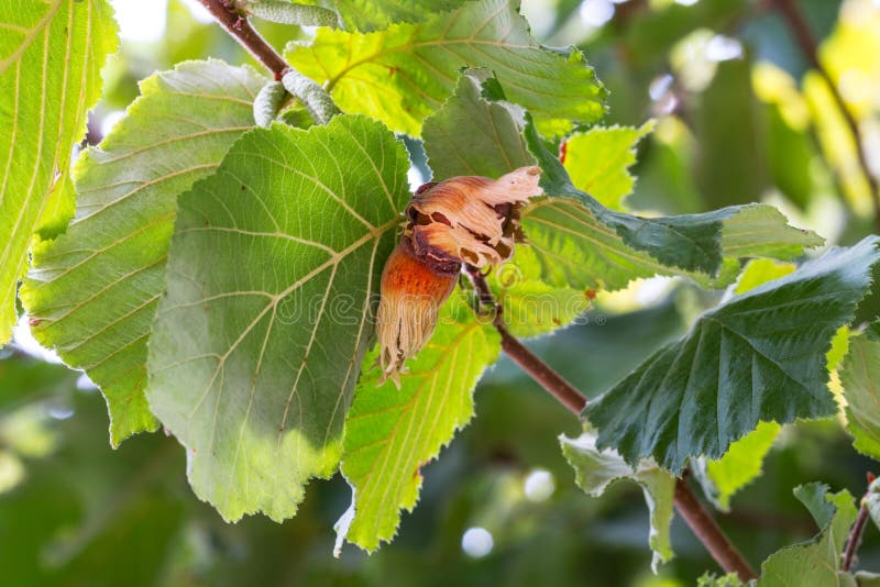Hazel Hazelnootboom Met Hazelnoten Macroclose-up Stock Afbeelding ...
