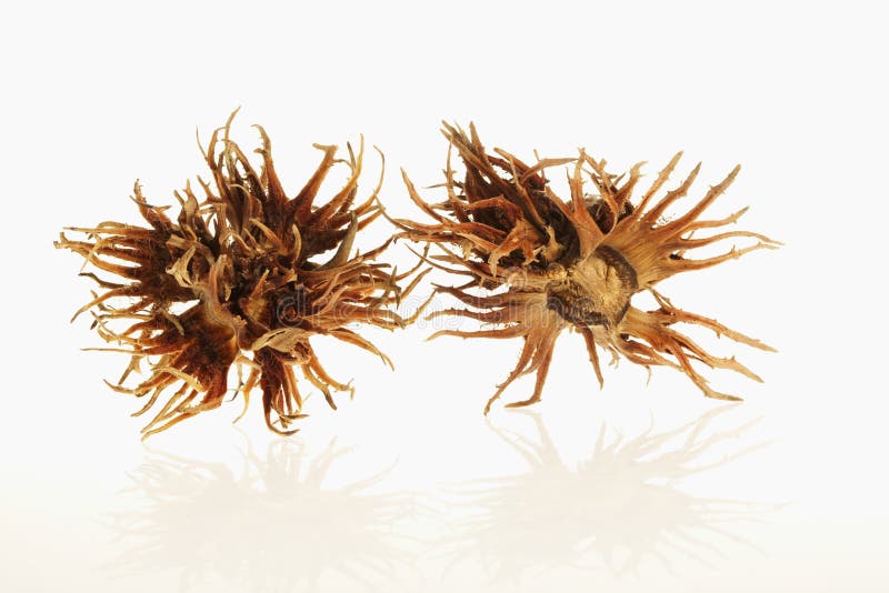 Hazelnut Casings Stock Photos - Free & Royalty-Free Stock Photos from ...