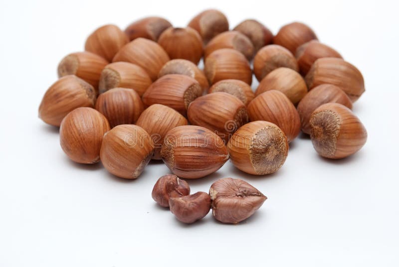 Chestnut stock image. Image of autumn, food, nature, seeds - 34518777
