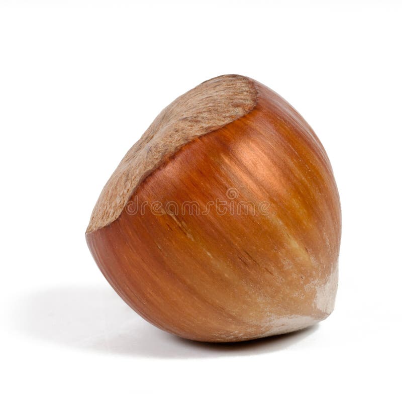 Hazelnut stock photo. Image of brown, organic, ingredients - 15089532