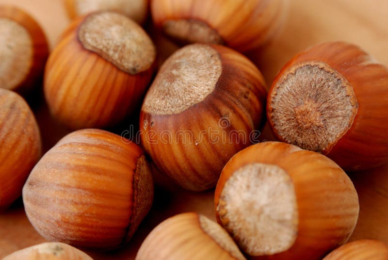 One hazelnut stock image. Image of natural, hazelnut - 15925081